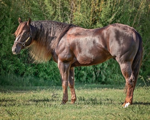 Bosque Ranch Announces MVP Sponsorship