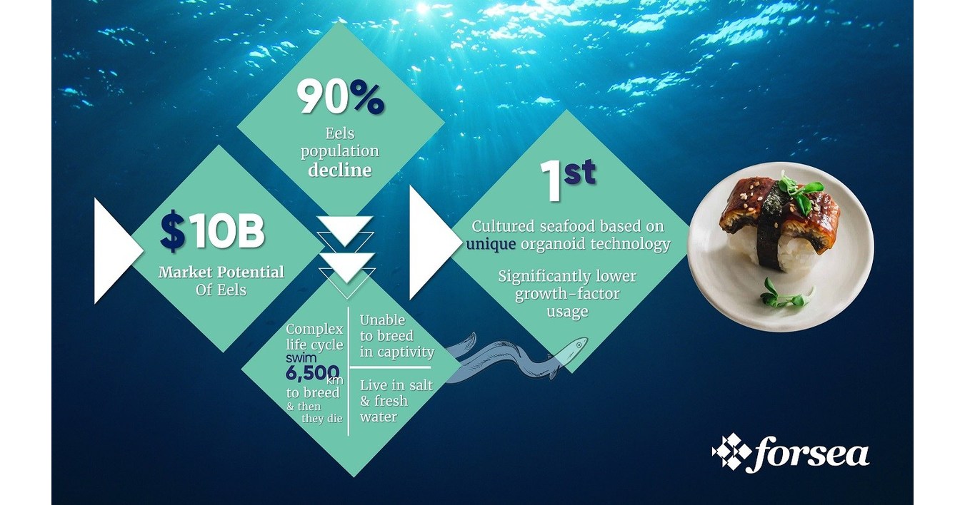 Forsea Foods to focus on relieving bottleneck in seafood supply ...