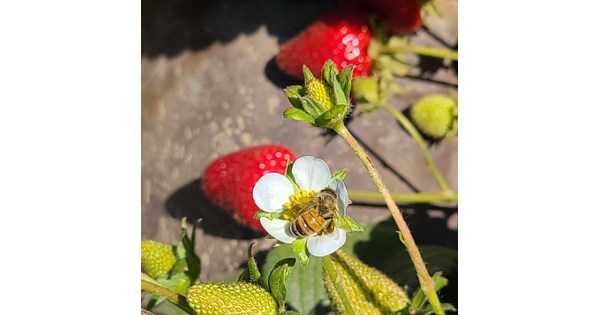 BEEFLOW & CAL POLY STRAWBERRY CENTER PARTNER FOR A STUDY ON STRAWBERRY ...