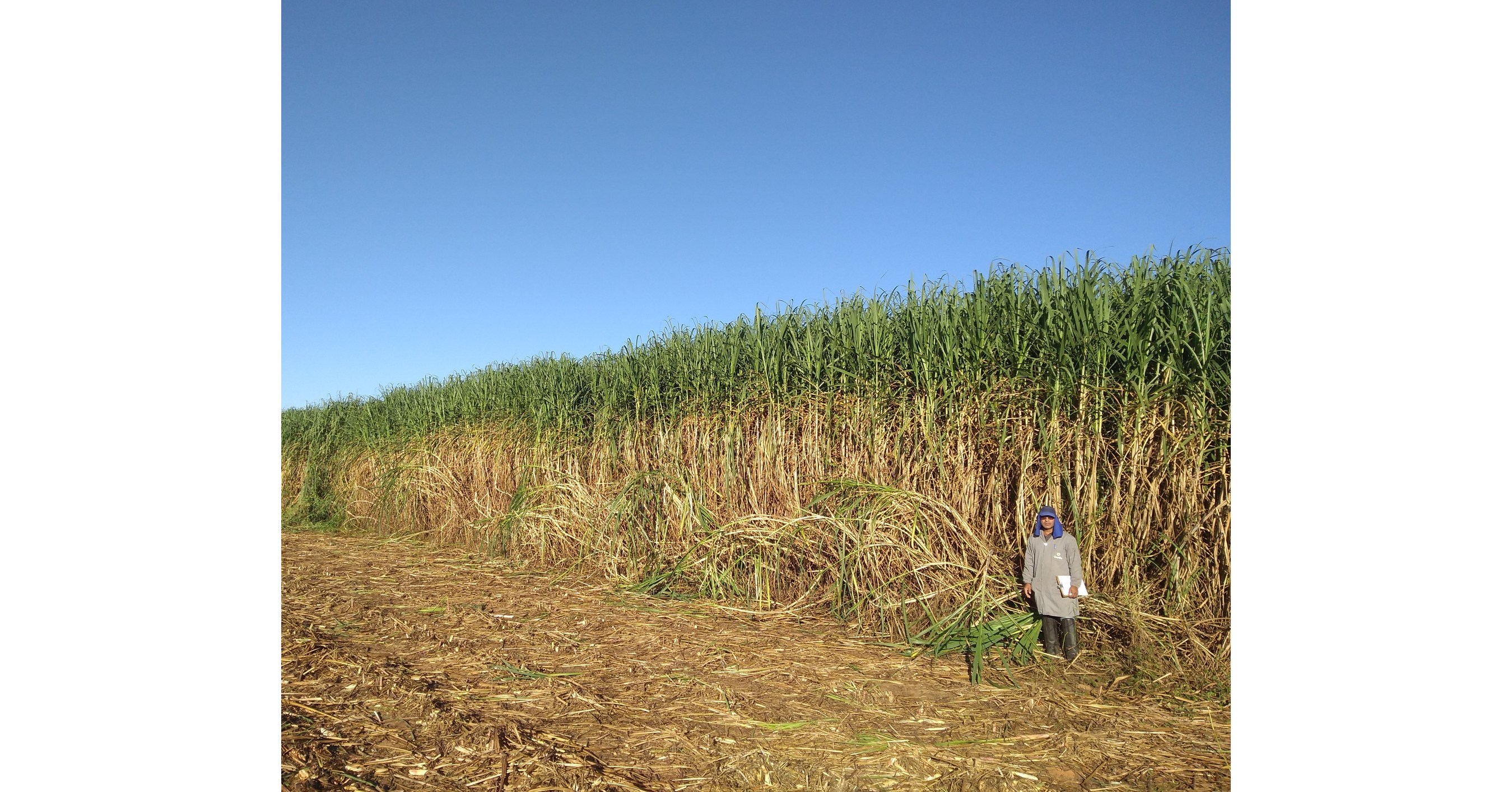 Nuseed expands its bioenergy platform; acquires assets and signs long ...