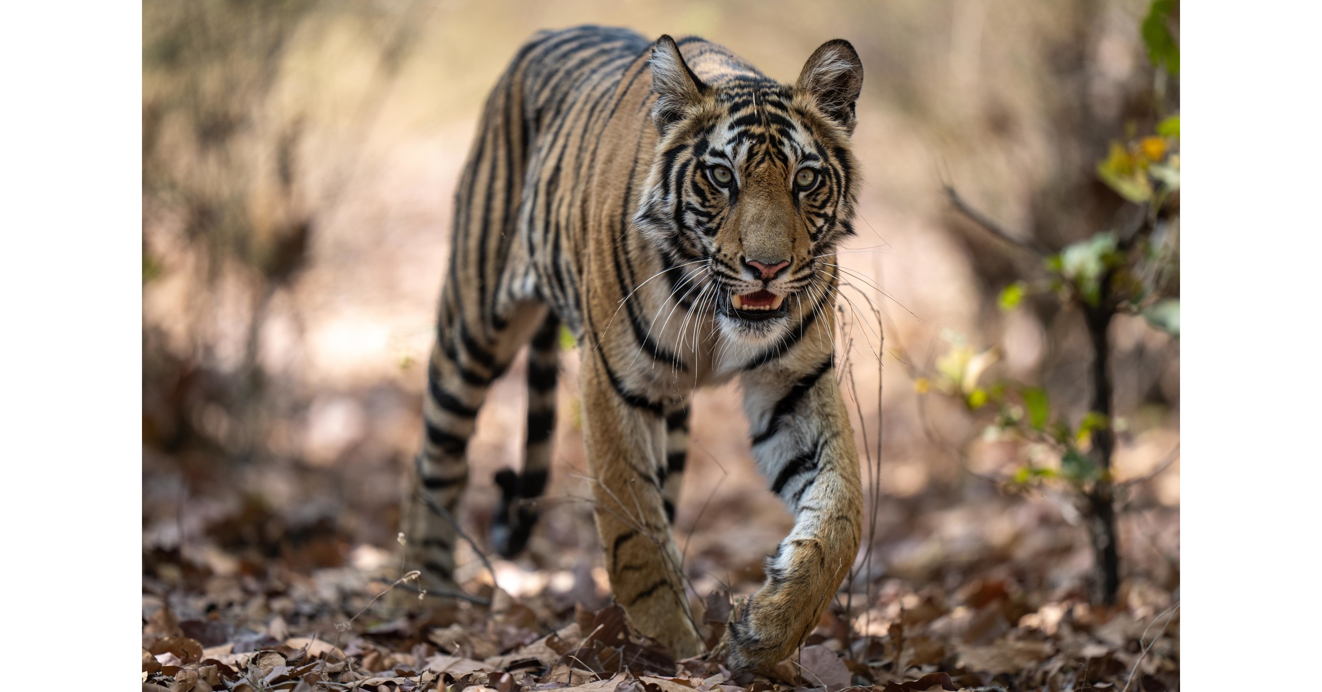 Tiger Trust Benefits from AZA Conference
