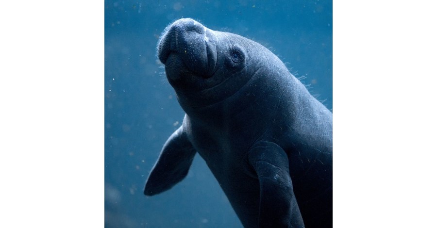 THE DOLPHIN COMPANY DEDICARÁ EL MES DE SEPTIEMBRE A CONMEMORAR EL DÍA ...