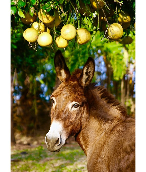 Give A Hoof: Bad Ass Coffee of Hawaii Raises Money to Support Donkey ...