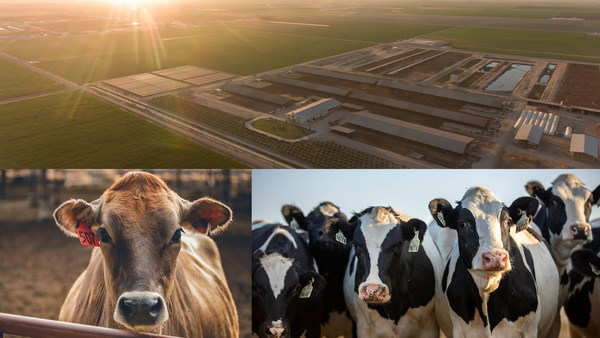 California Dairy Research Foundation Awarded $85 Million from USDA for Partnerships for Climate ...