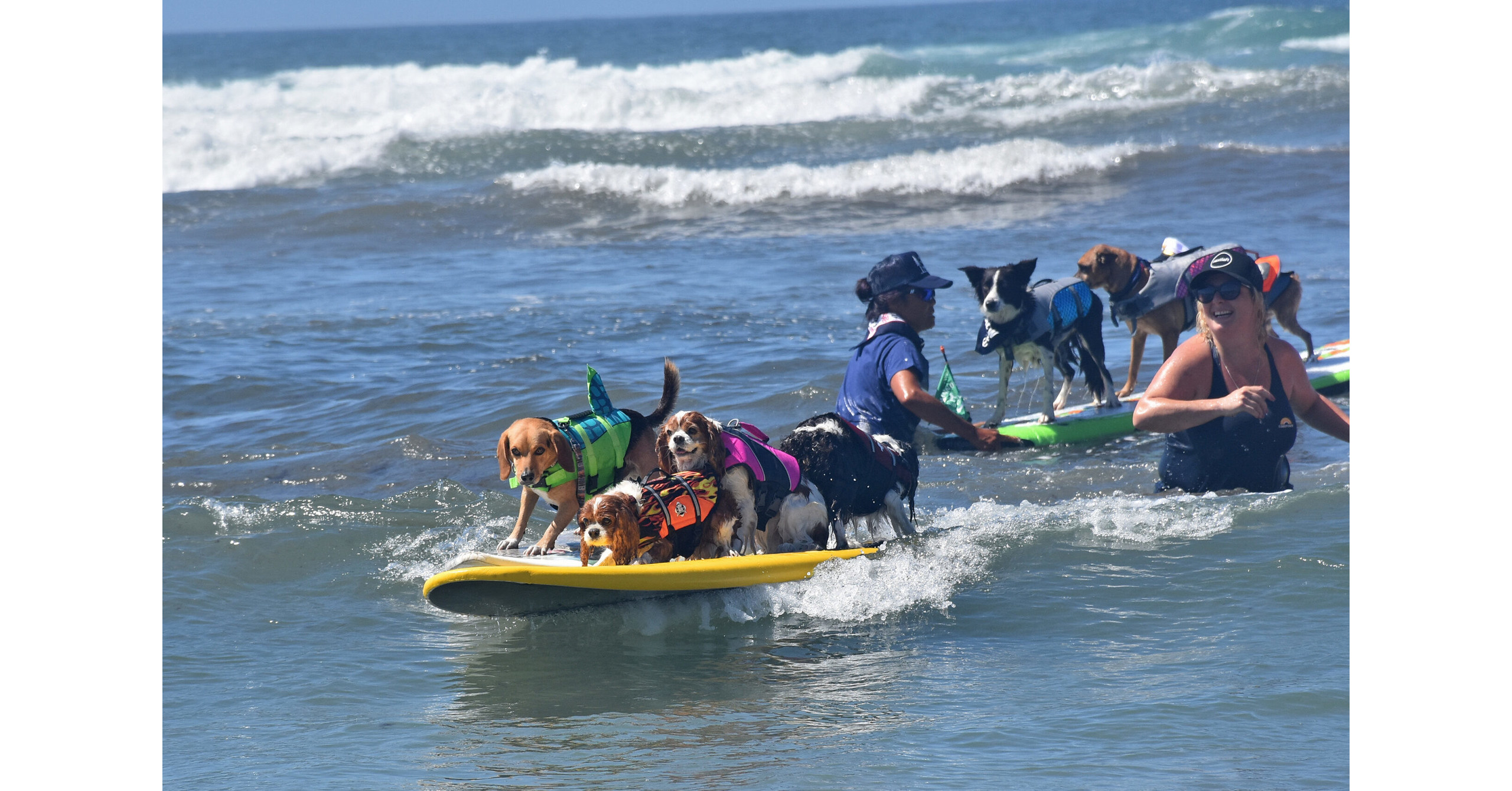 SURF'S PUP FOR THE 17TH ANNUAL SURF DOG SURF-A-THON