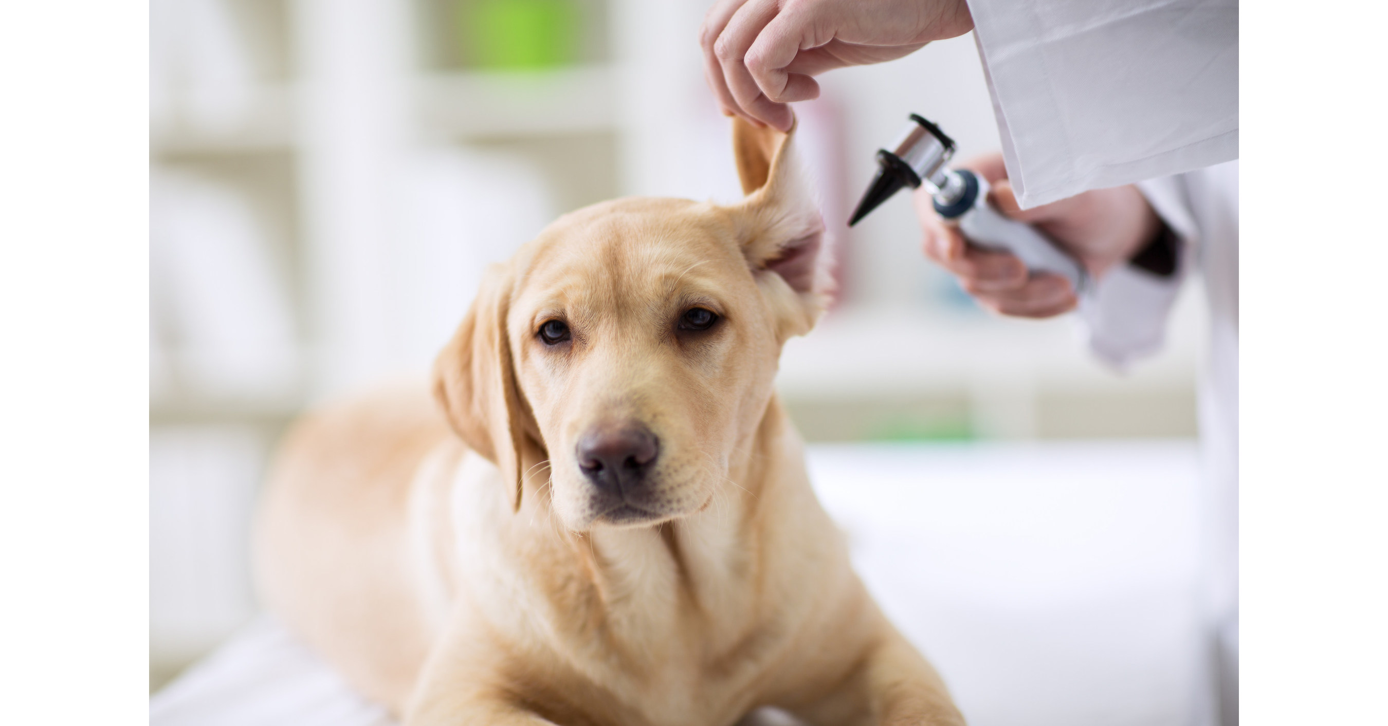 National Pet Hearing Health Week, Sept. 26-30