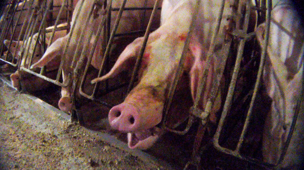 New undercover investigation at a pig farm reveals cruelty the industry ...