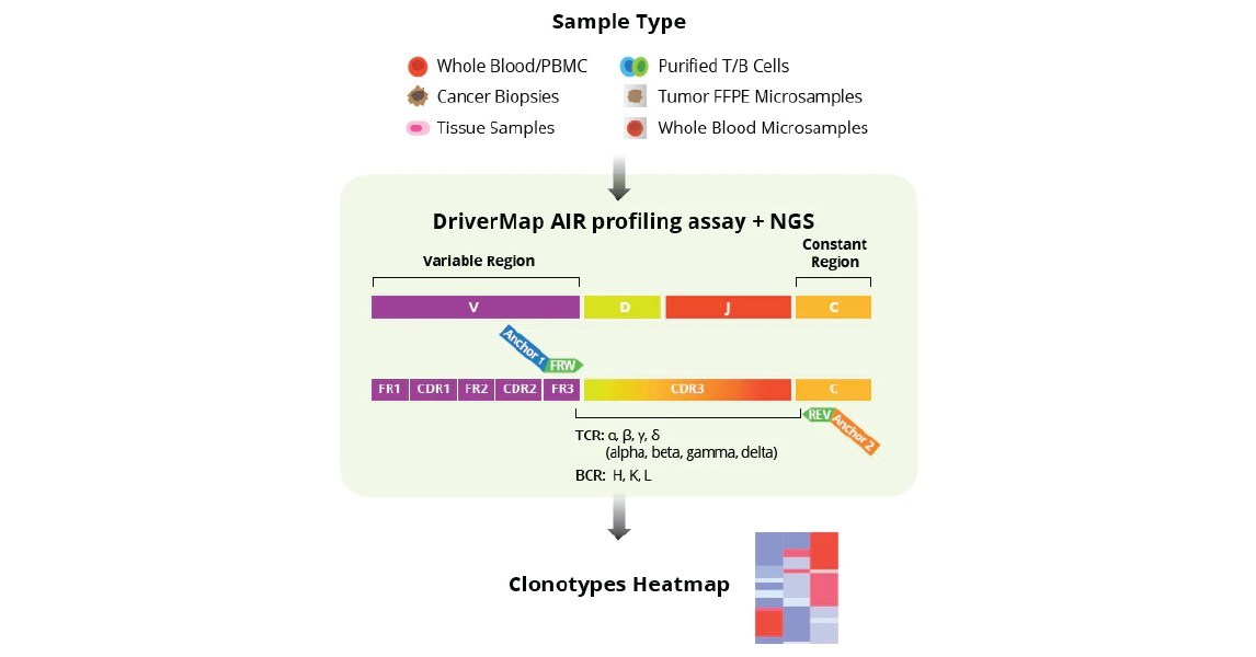Cellecta, Inc. Launches DriverMap™ Adaptive Immune Receptor (AIR) TCR ...