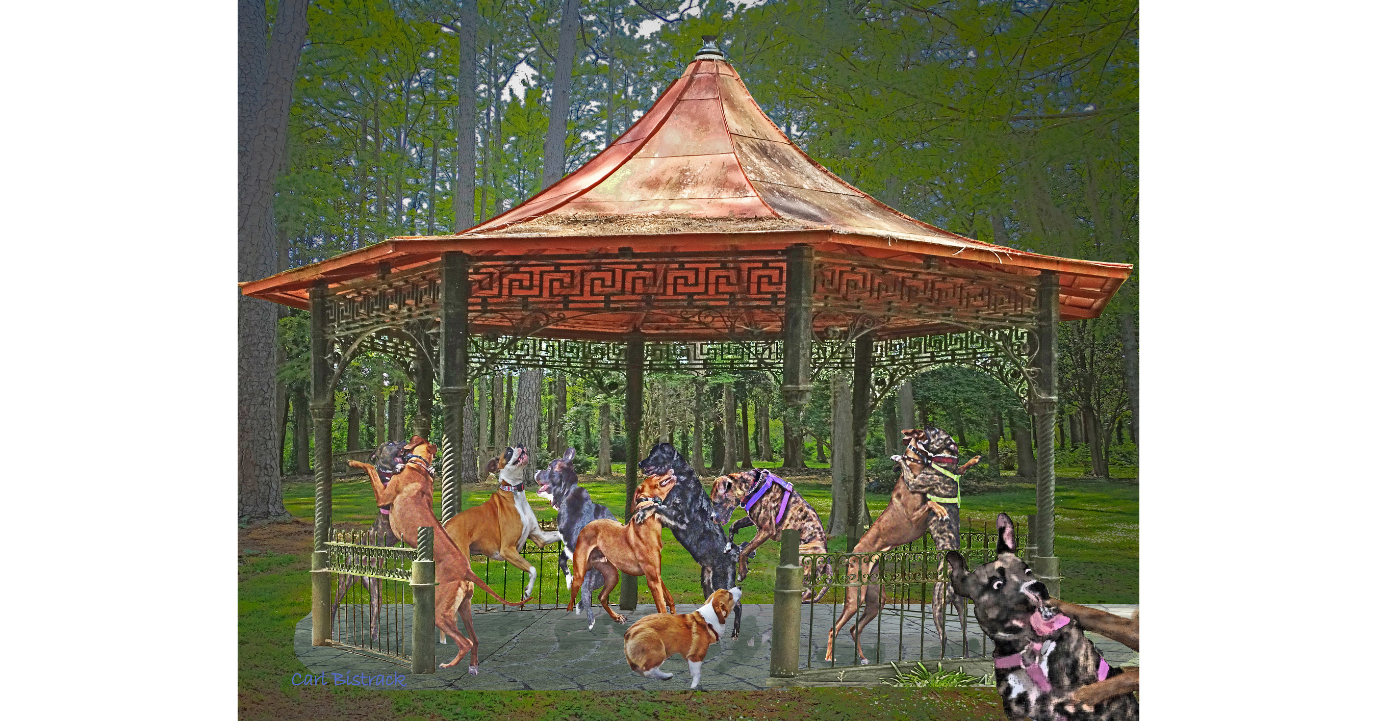 Carl Bistrack Proves Dogs Can Dance