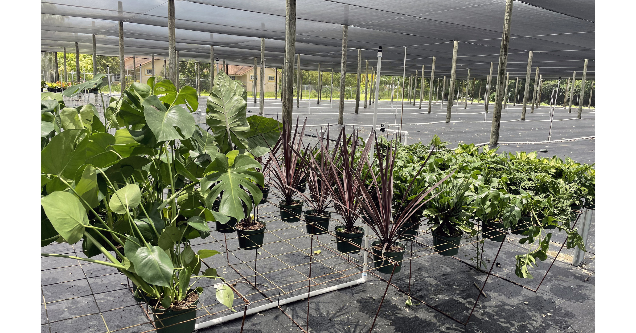 PlantVine receives approval to ship plants to California, opens second ...