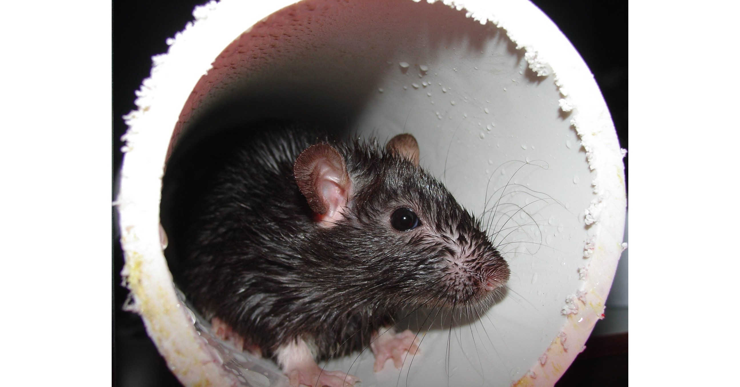 Chicago Tops Orkin's Rattiest Cities List for Eighth Consecutive Year