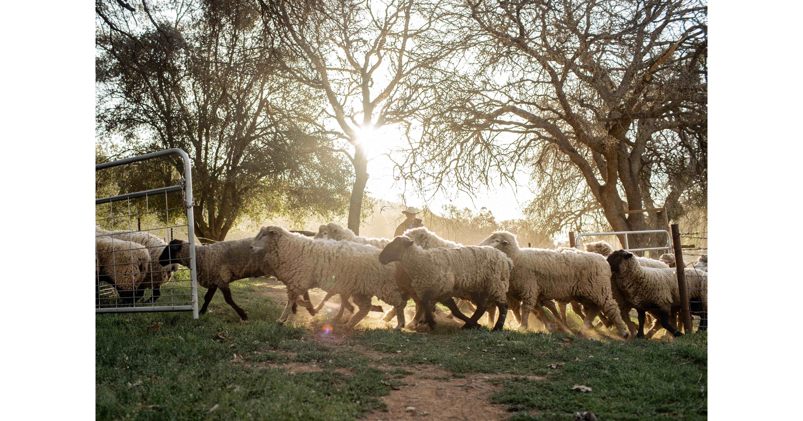 Affinity Creative Group & Shannon Family of Wines Win a Grand ...