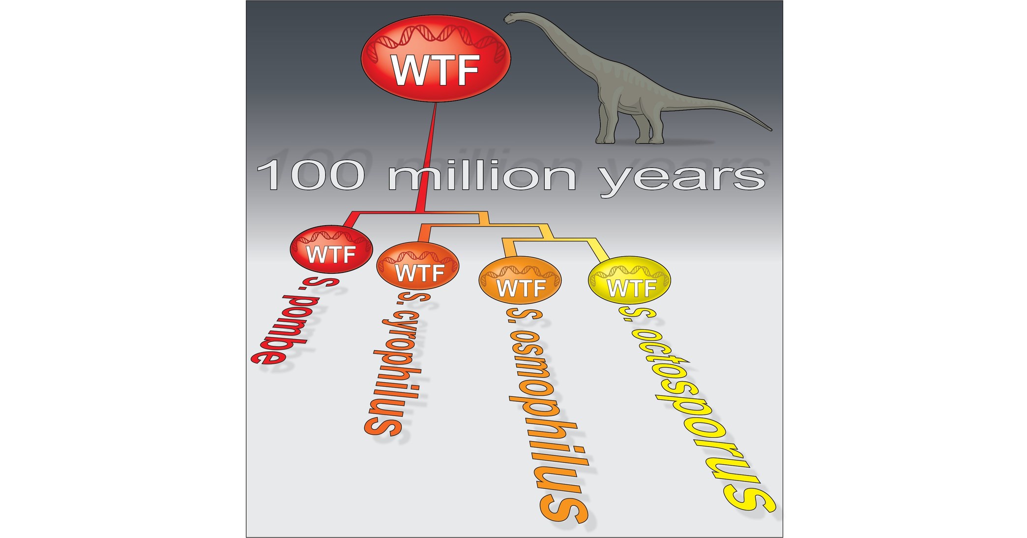 Discovery of 119-million-year-old selfish genes in yeast potentially ...