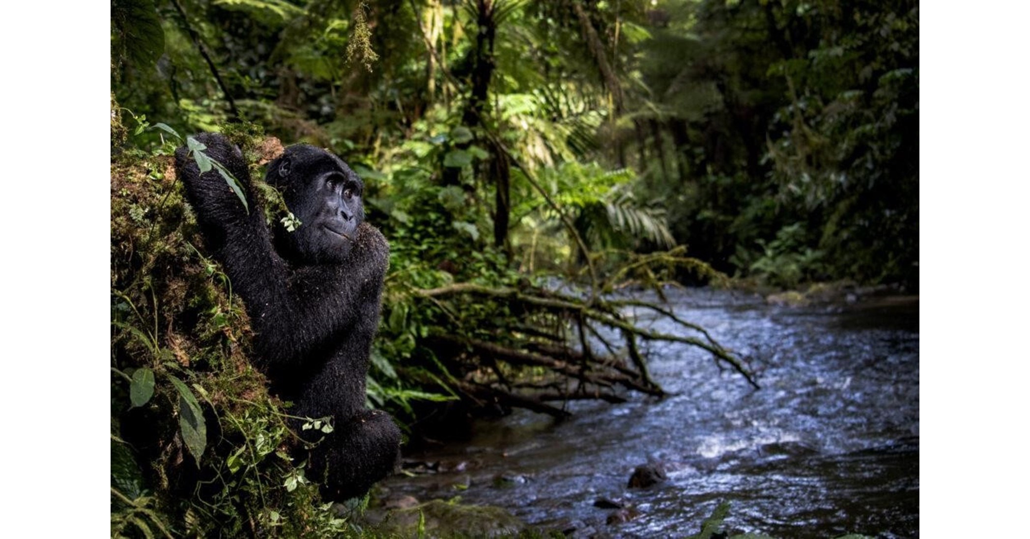 THE PRINCE ALBERT II OF MONACO FOUNDATION ENVIRONMENTAL PHOTOGRAPHY ...