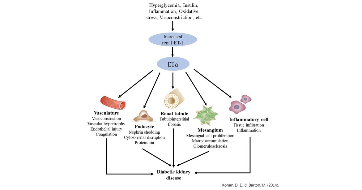 The World's First ETa-specific Monoclonal Antibody: Gmax Biopharm's ...