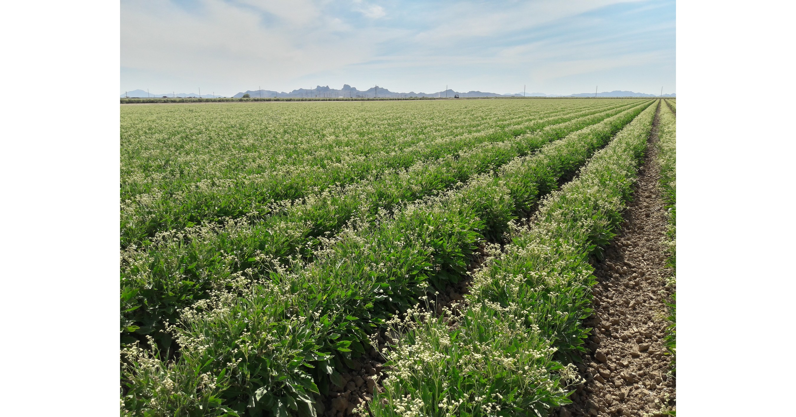 Bridgestone Awarded $35 Million USDA Climate-Smart Grant to Further ...