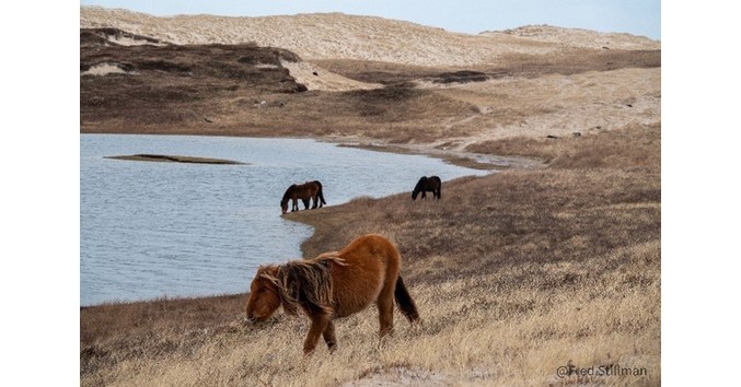 An Extraordinary Expedition: Muir + Sable Island National Park Reserve