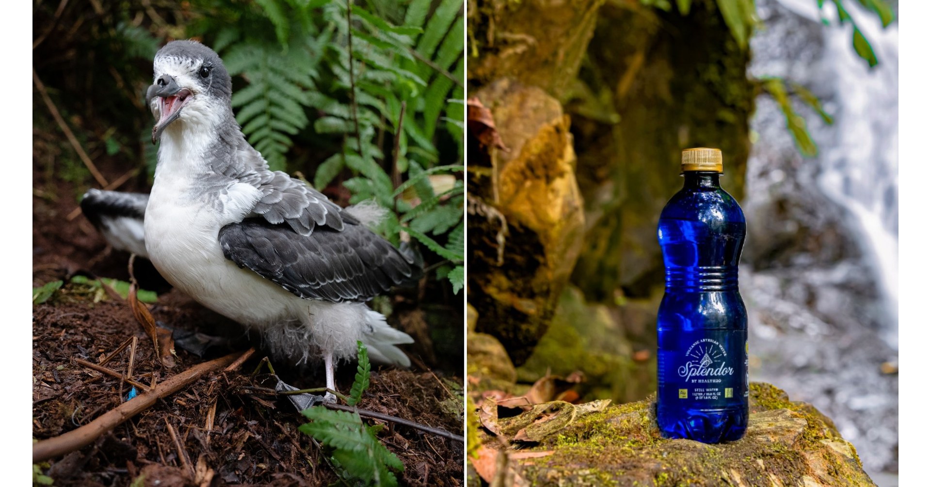 SPLENDOR® Water, an 'Official Conservation Ambassador of the Galápagos ...