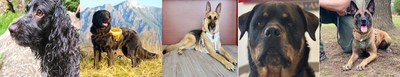 FIVE HEROIC DOGS HONORED WITH 2022 AKC® HUMANE FUND AWARDS FOR CANINE ...