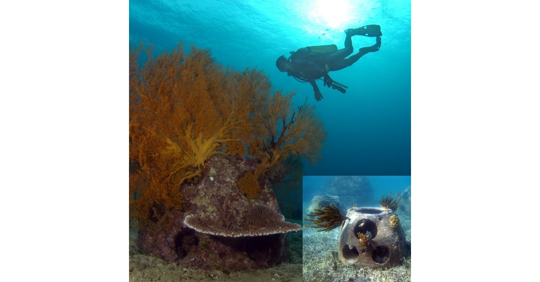 Pet Reefs to Dedicate First Memorial Reef for Pets on January 18, 2023 ...