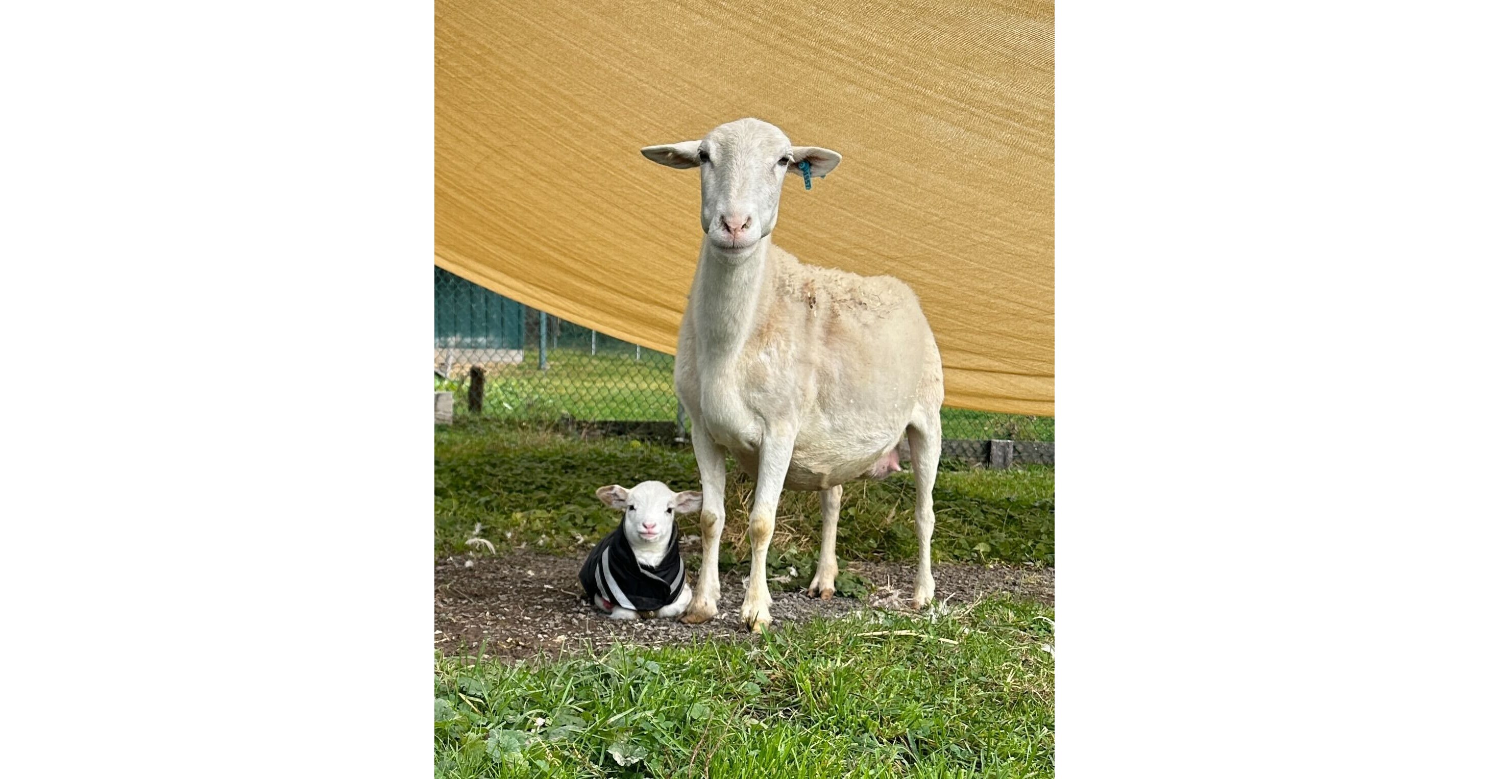 Forty Starving Sheep Saved from Backyard Slaughter Operation in New ...