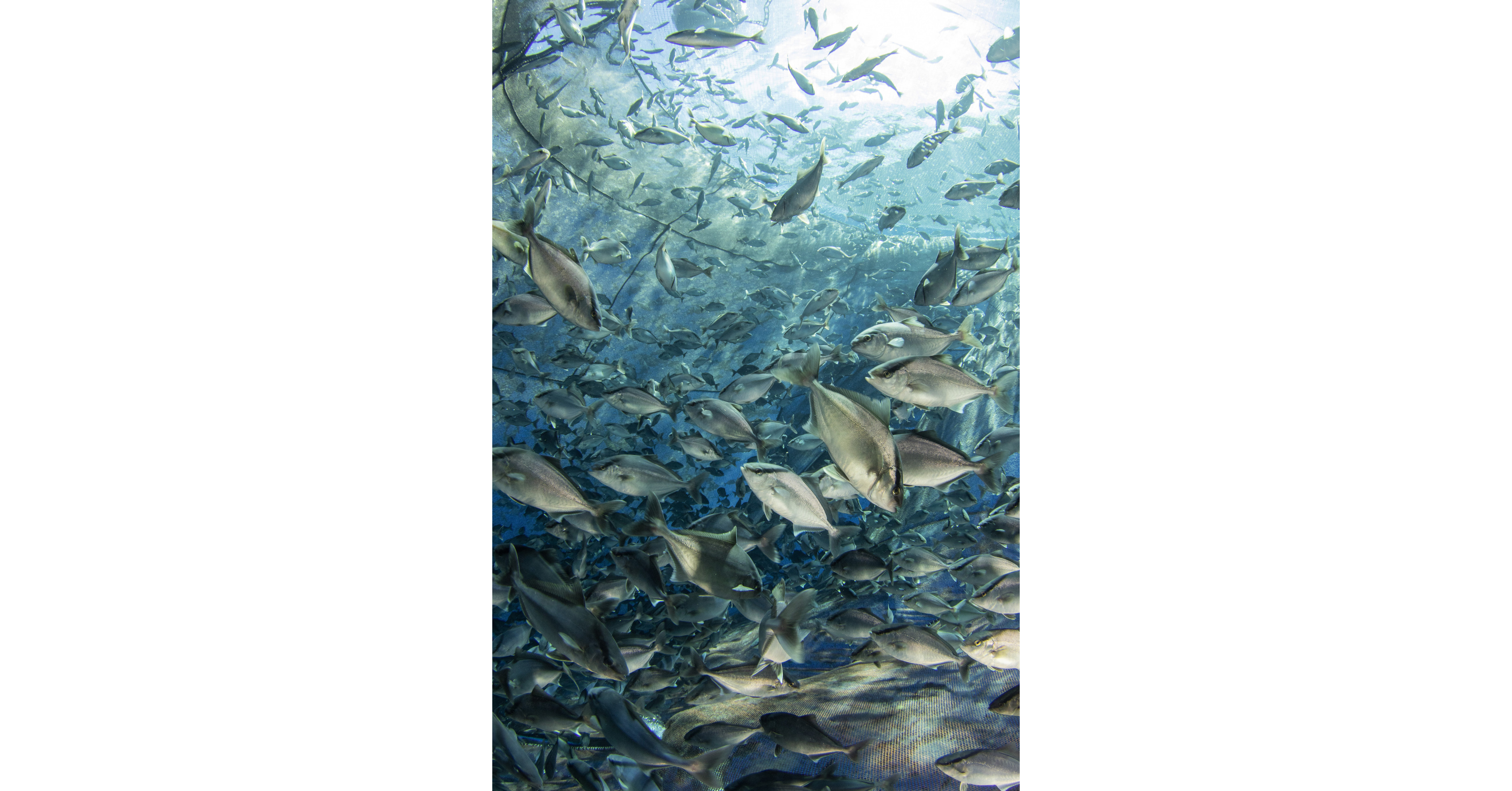 Sustainable Aquaculture Pioneer Forever Oceans Completes Environmental ...