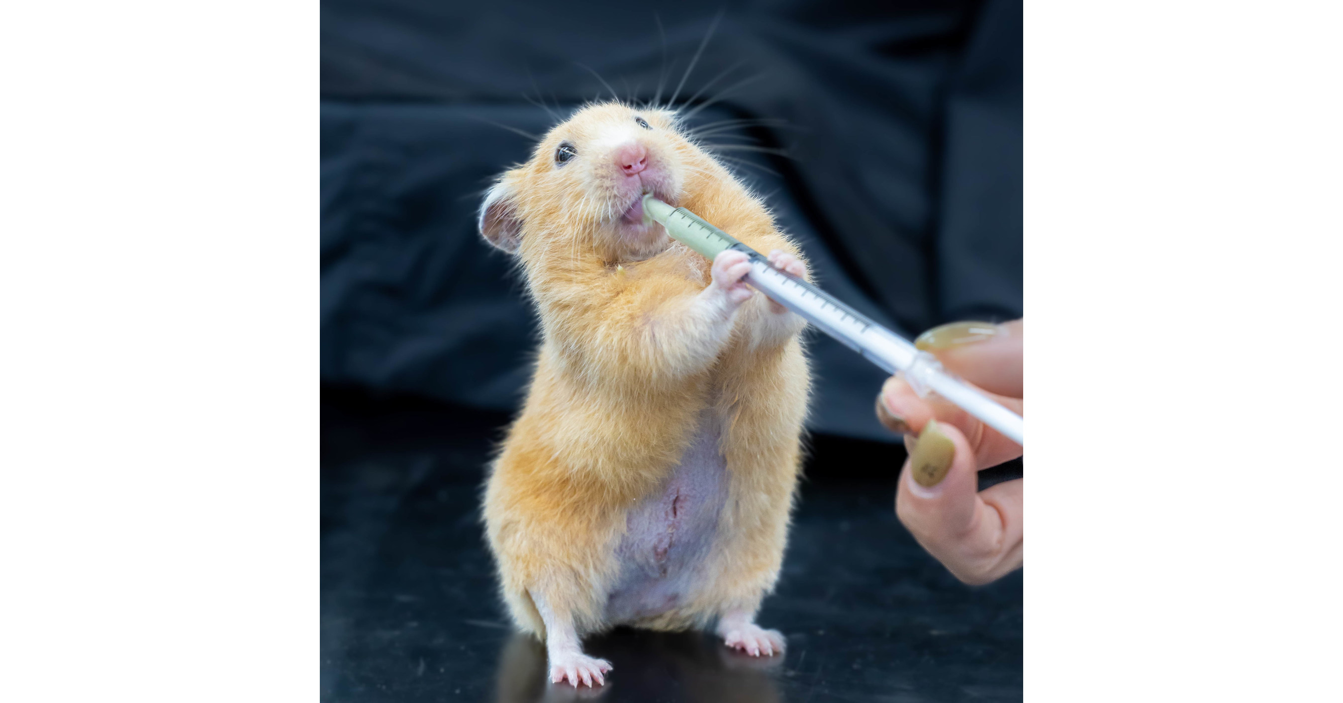 VETERINARY LEADERS TO SHARE BREAKTHROUGHS ACROSS THE BOARD FOR MORE ...