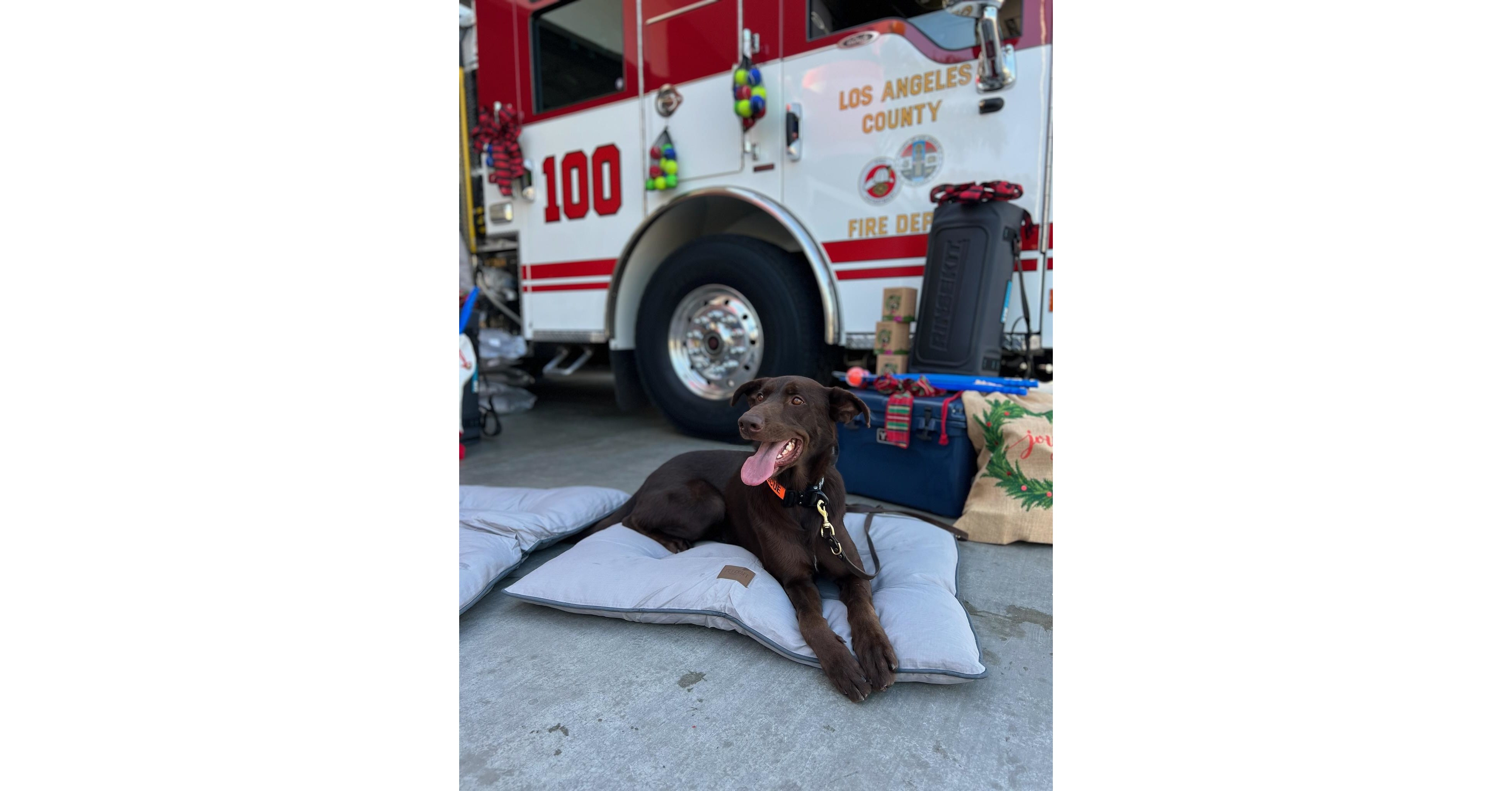 VCA Charities "A Home for the Holidays" Campaign Helps Bring Joy to ...