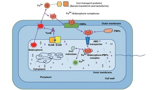 Chinese Medical Journal Reviews Bacterial Affinity for Iron and its ...