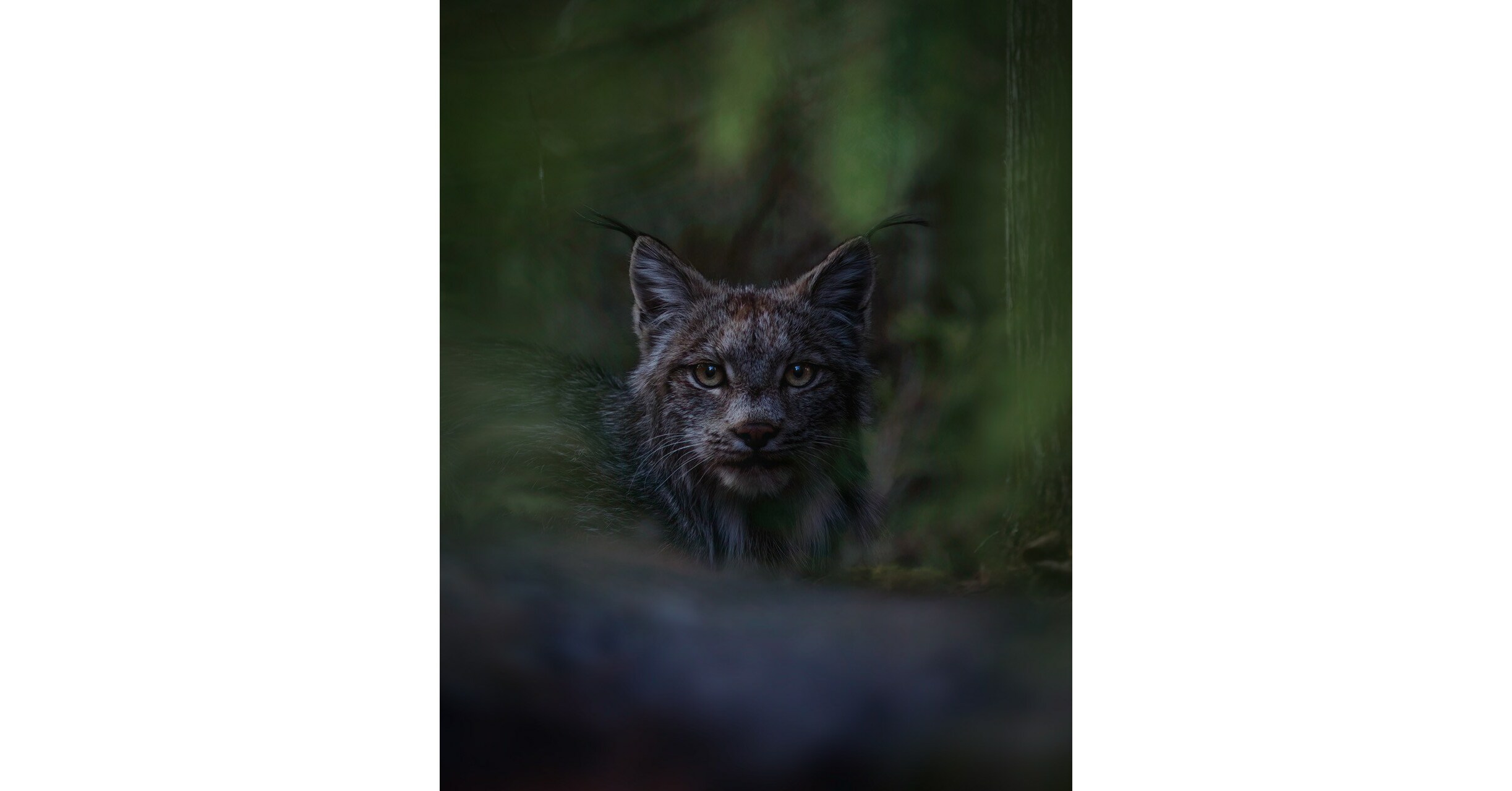 Canadian Geographic announces the winners of its Canadian Photos of the ...