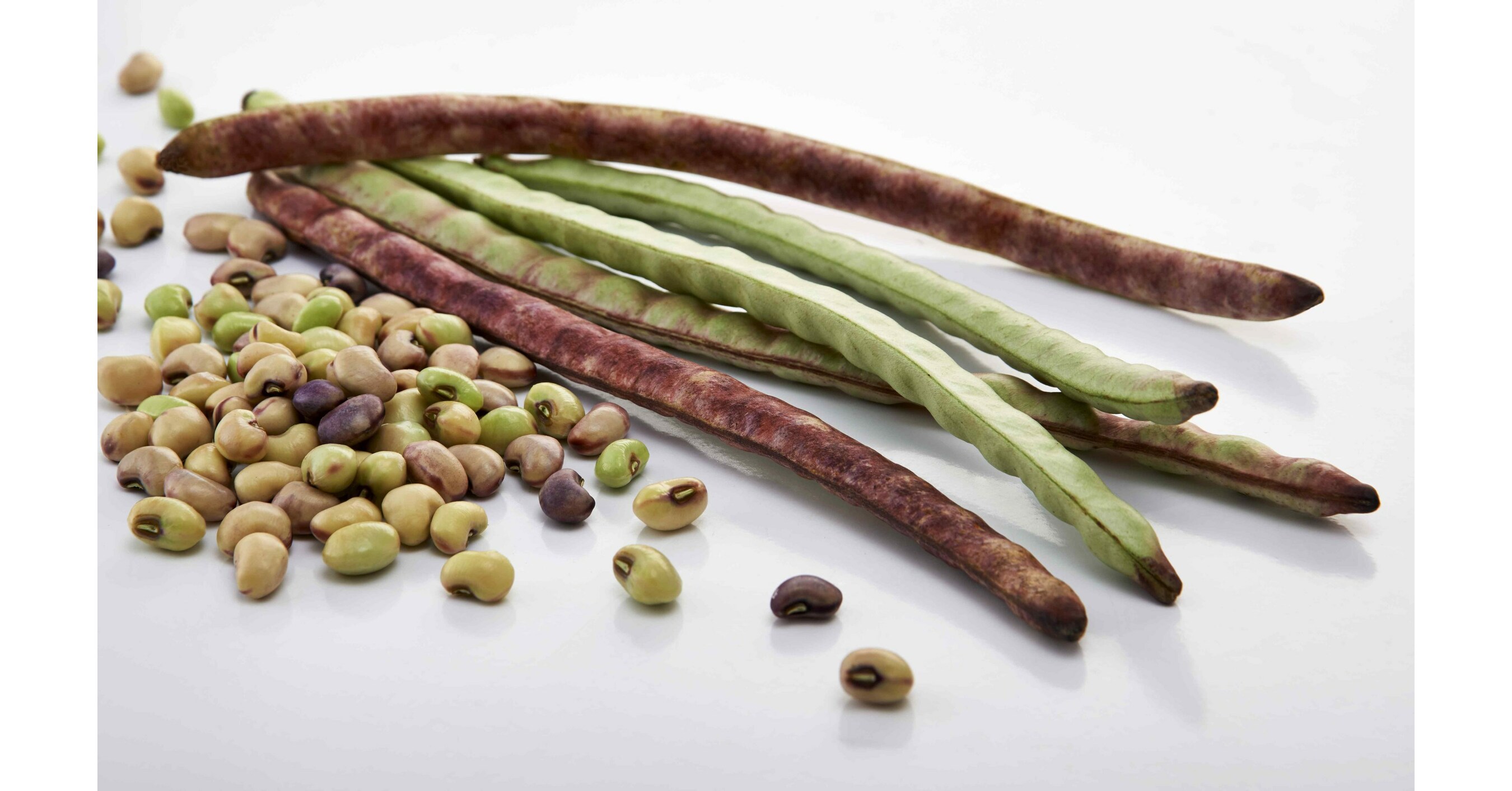 First successful gene editing of Cowpea - Israeli Genetics & Seeds ...