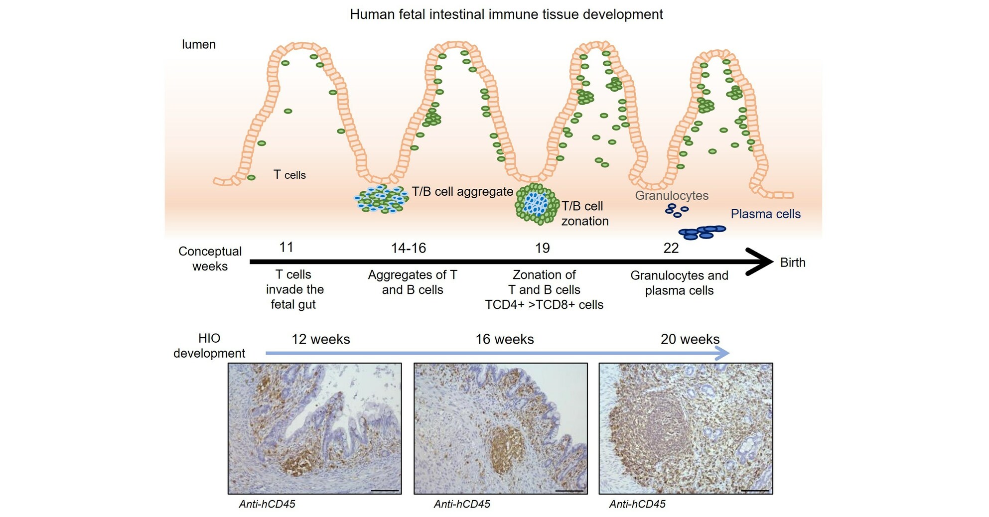 A New First: Creating Organoids with Immune Systems