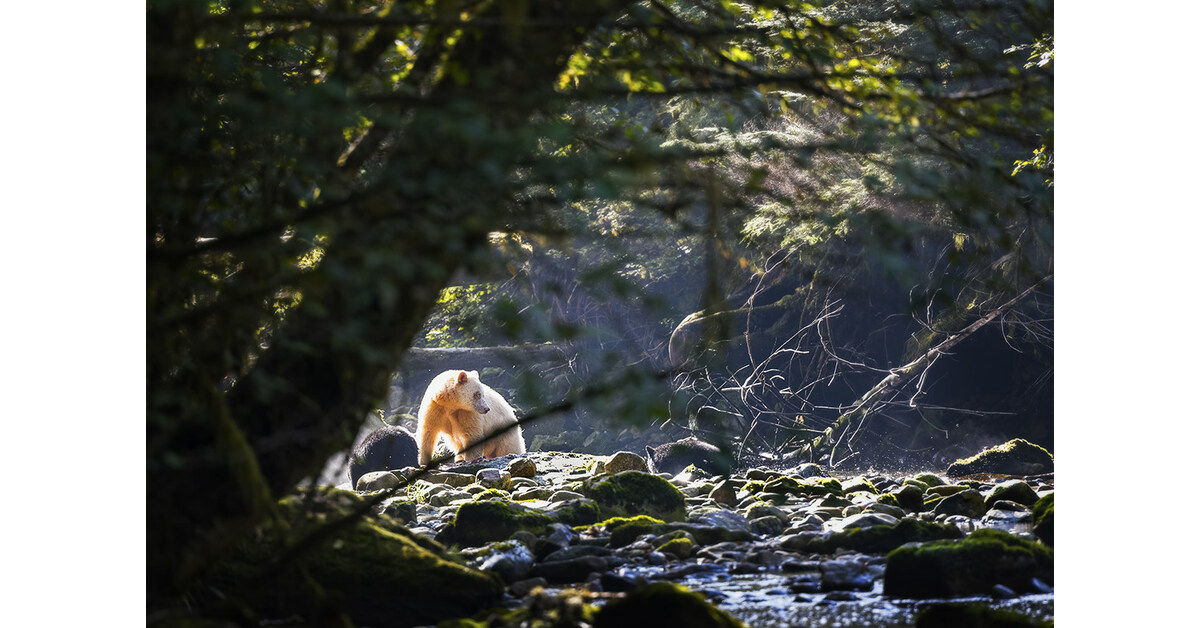 In Coastal B.C., First Nations Have Created Over 1,250 Jobs, 120 ...