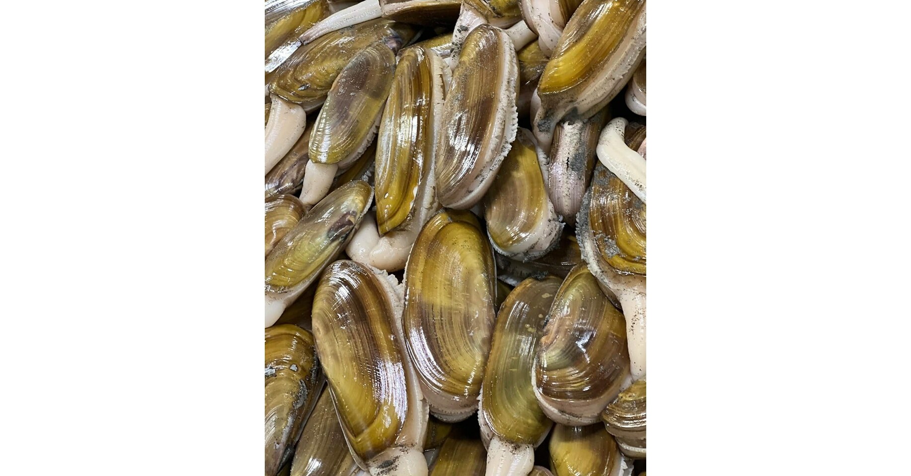 Ocean Shores Razor Clam and Seafood Festival Celebrates 15 Years