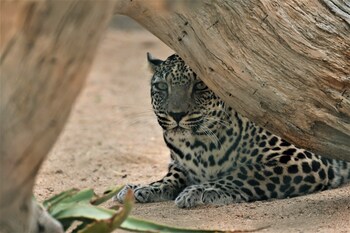 Royal Commission for AlUla, Saudi Arabia: ARABIAN LEOPARD DAY LIGHTS UP ...