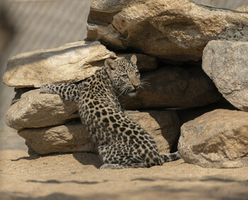 Royal Commission for AlUla, Saudi Arabia: ARABIAN LEOPARD DAY LIGHTS UP ...