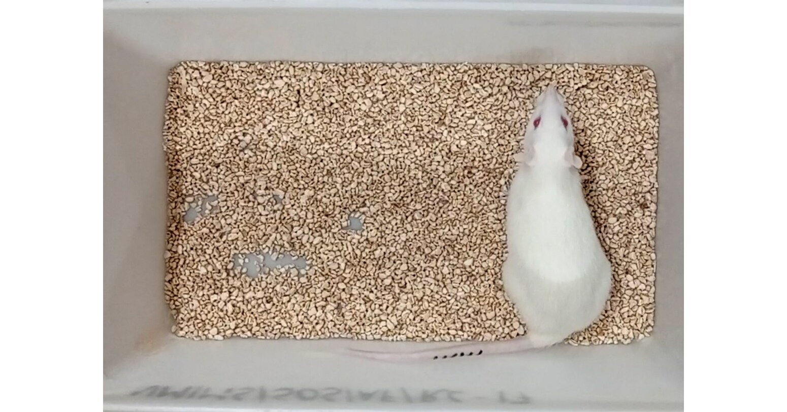 Le plus vieux rat de laboratoire vivant au monde montre la voie du ...