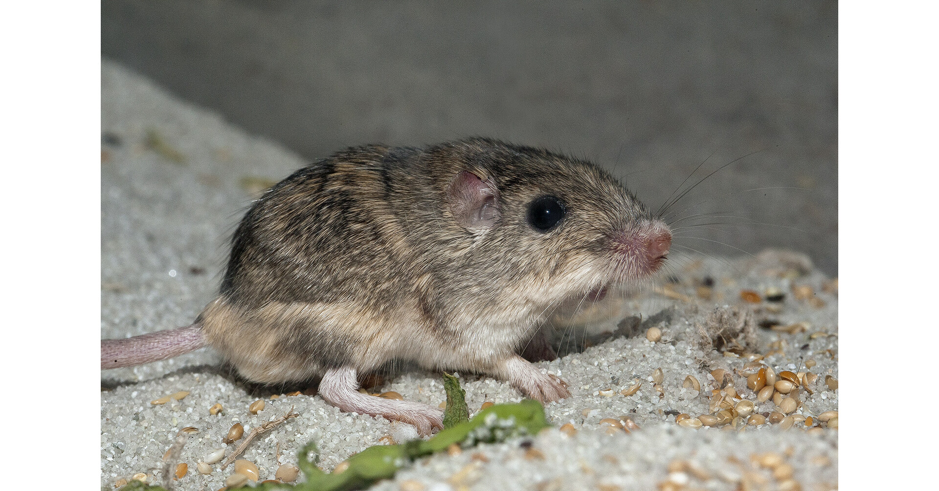 Endangered Mouse Raised by San Diego Zoo Wildlife Alliance Certified by ...
