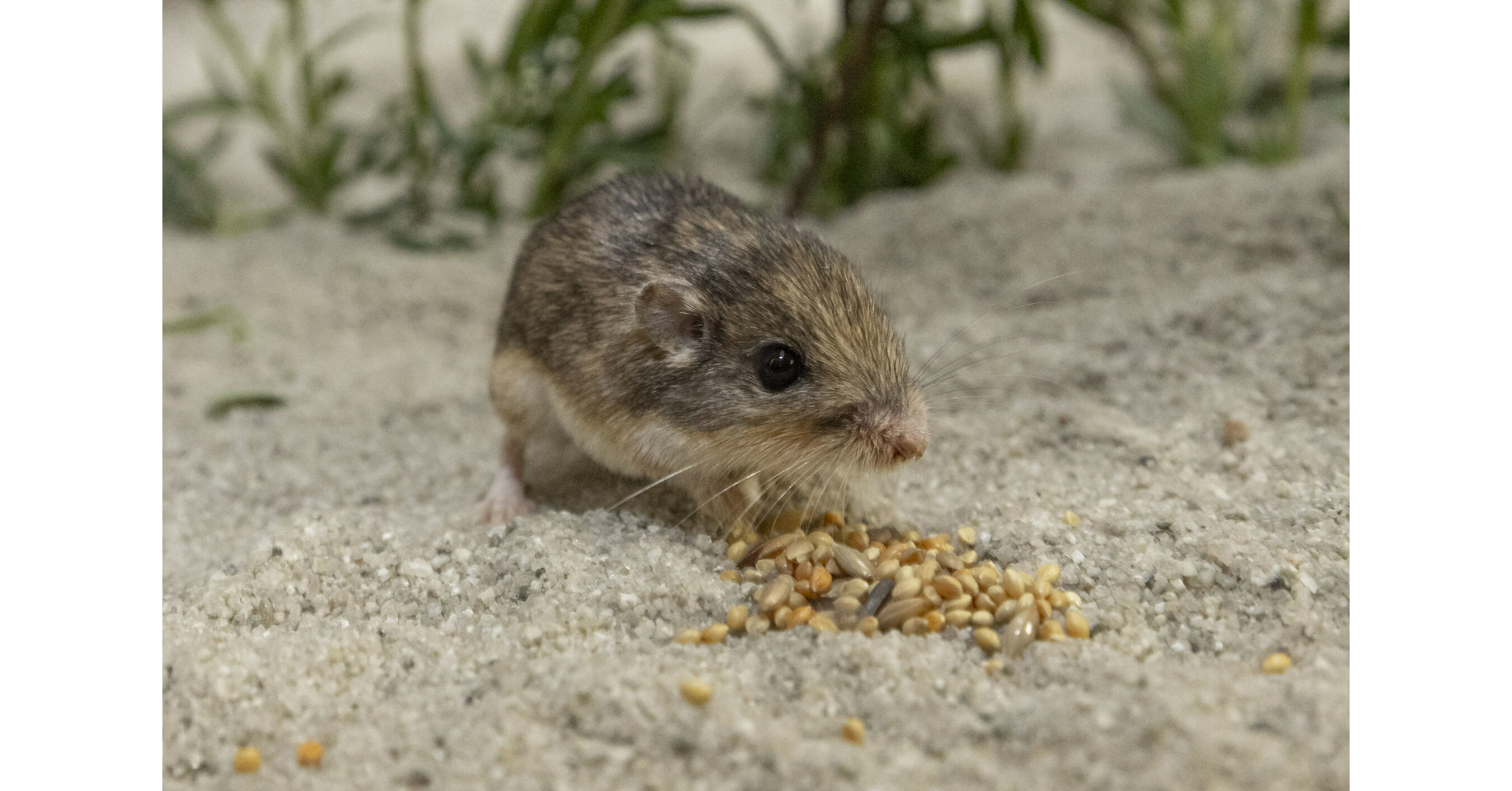 Endangered Mouse Raised by San Diego Zoo Wildlife Alliance Certified by ...