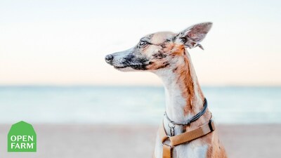 Open Farm puts carbon transparency in the hands of pet parents