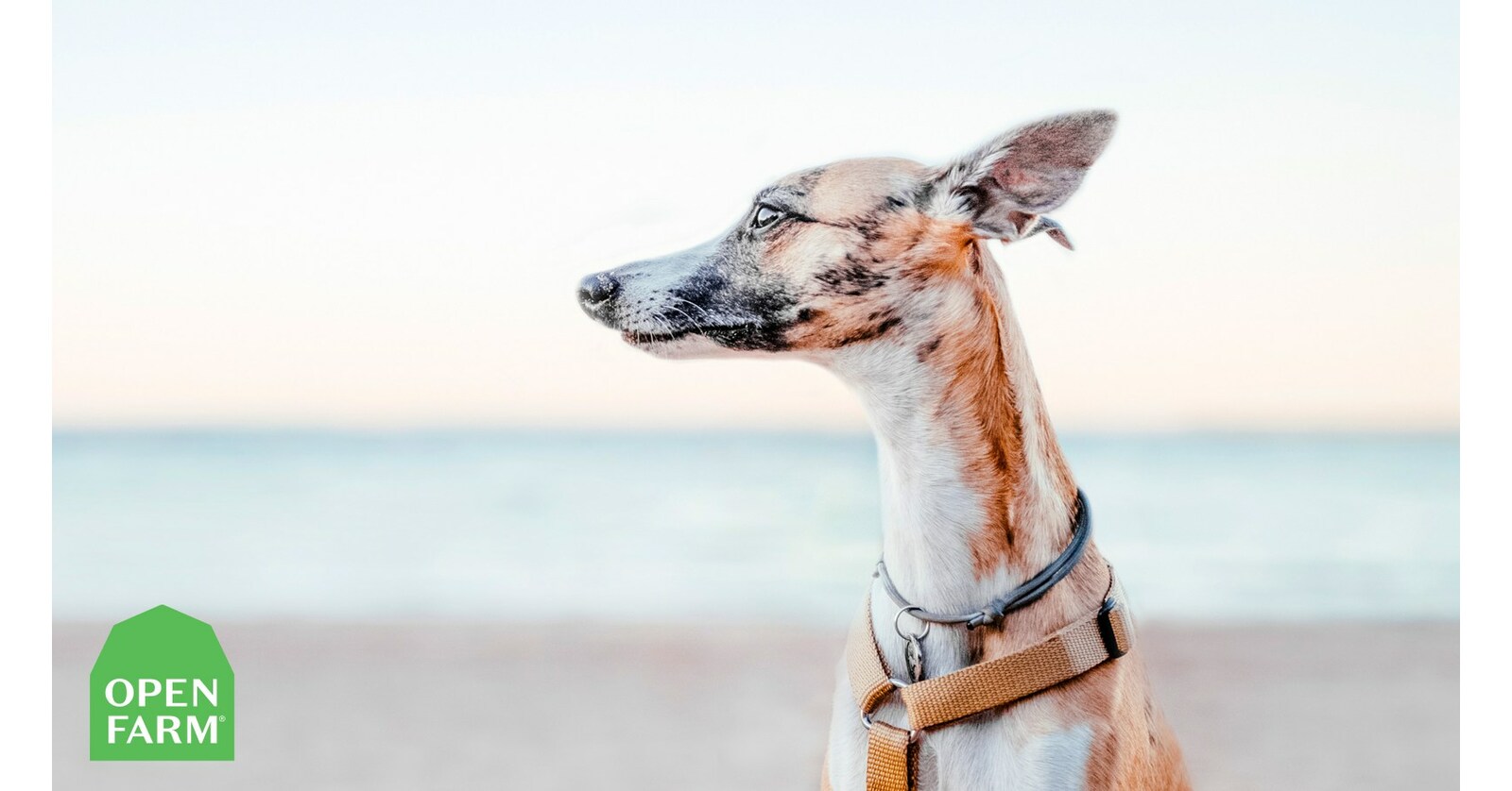 Open Farm puts carbon transparency in the hands of pet parents