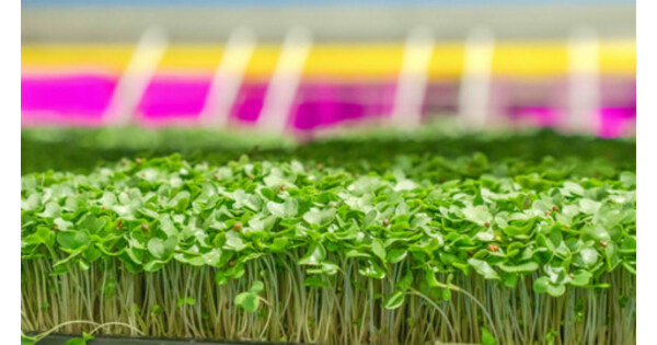 GoodLeaf Farms and Unfold partner to develop premium quality leafy greens