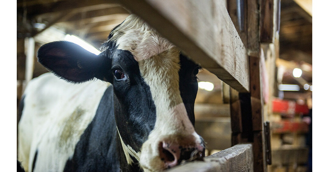 NEW REPORT HIGHLIGHTS HOW THE SYSTEM FAILS TO PROTECT DAIRY COWS