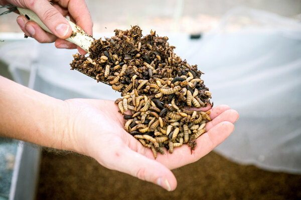 EU & UK Open Doors to Malaysian Insect Producers