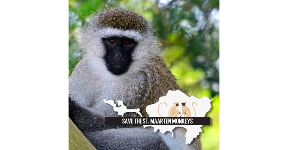 Primate Experts Call for Halt to St. Maarten Monkey Cull, Public ...