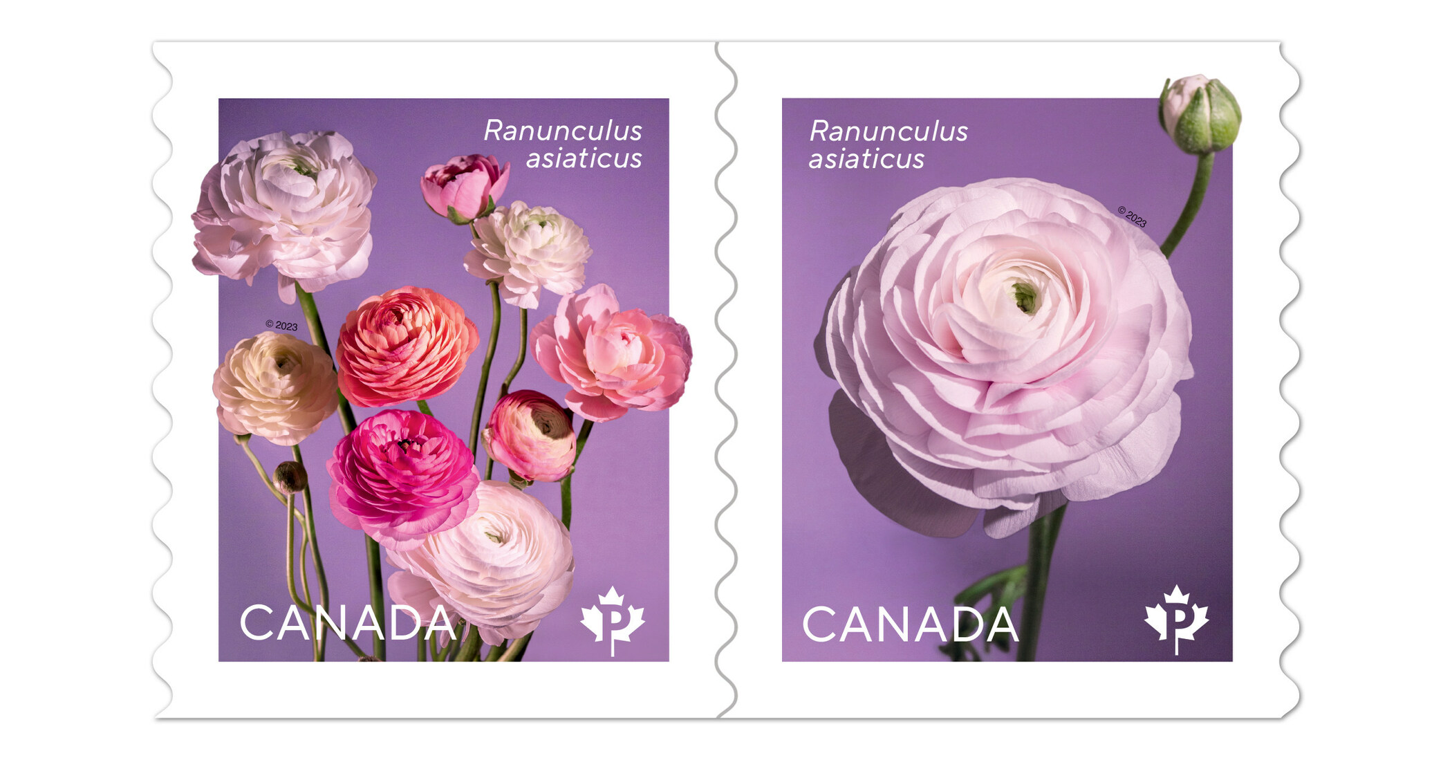 Une émission de timbres consacrée aux fleurs met en vedette des renoncules doubles