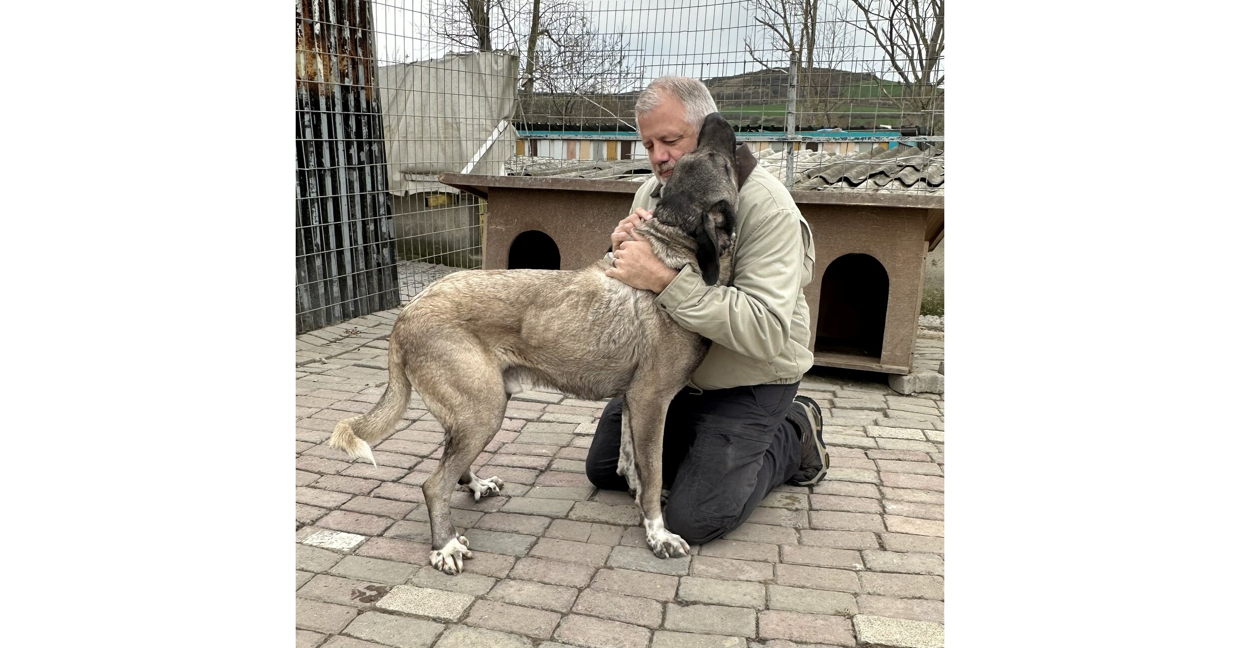 International Rescue Team Is Helping Animals in Turkey After the ...