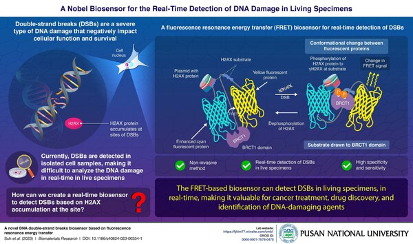 Pusan National University Develops Novel Biosensor to Detect DNA Damage ...