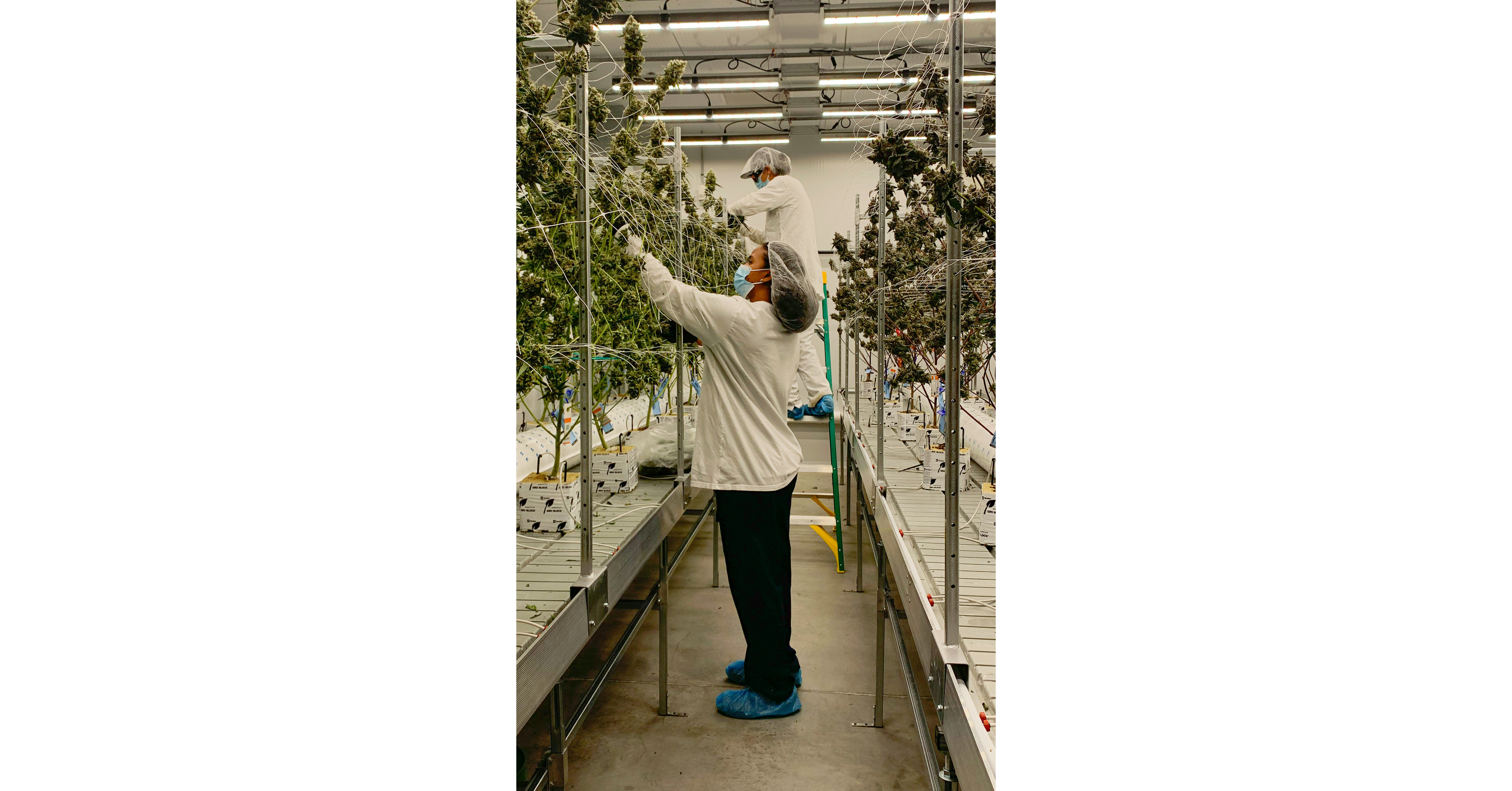 Root & Bloom Awarded Best New England Cannabis Company at 2023 New ...