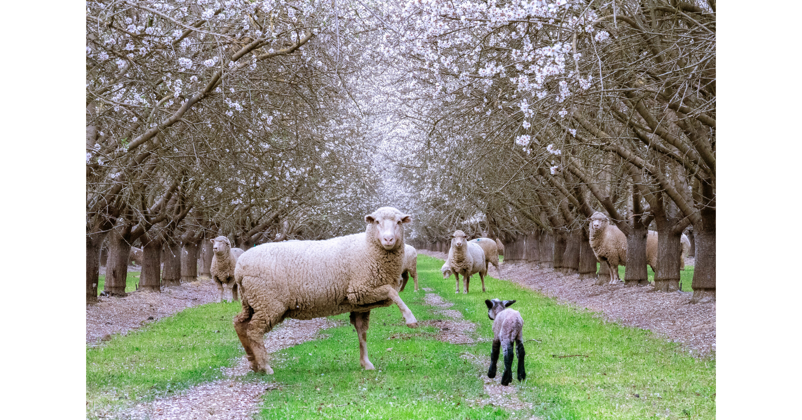 Treehouse Almonds joins The Almond Project Partners in Receiving New ...